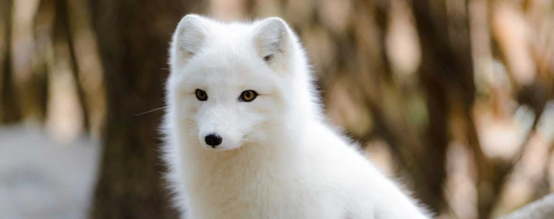 O Nosso símbolo oficial: Snow Fox - Portal de Inverno